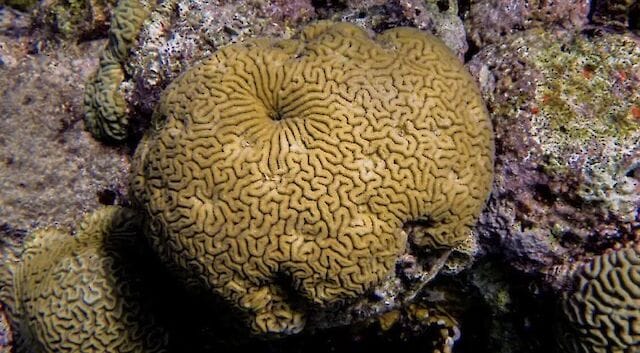 Unexpected discovery: corals need sleep to survive